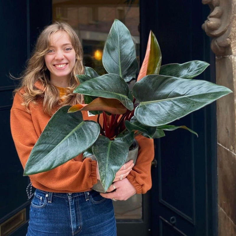 Philodendron ‘Rojo Congo’ (19cm pot) | grow urban. Edinburgh