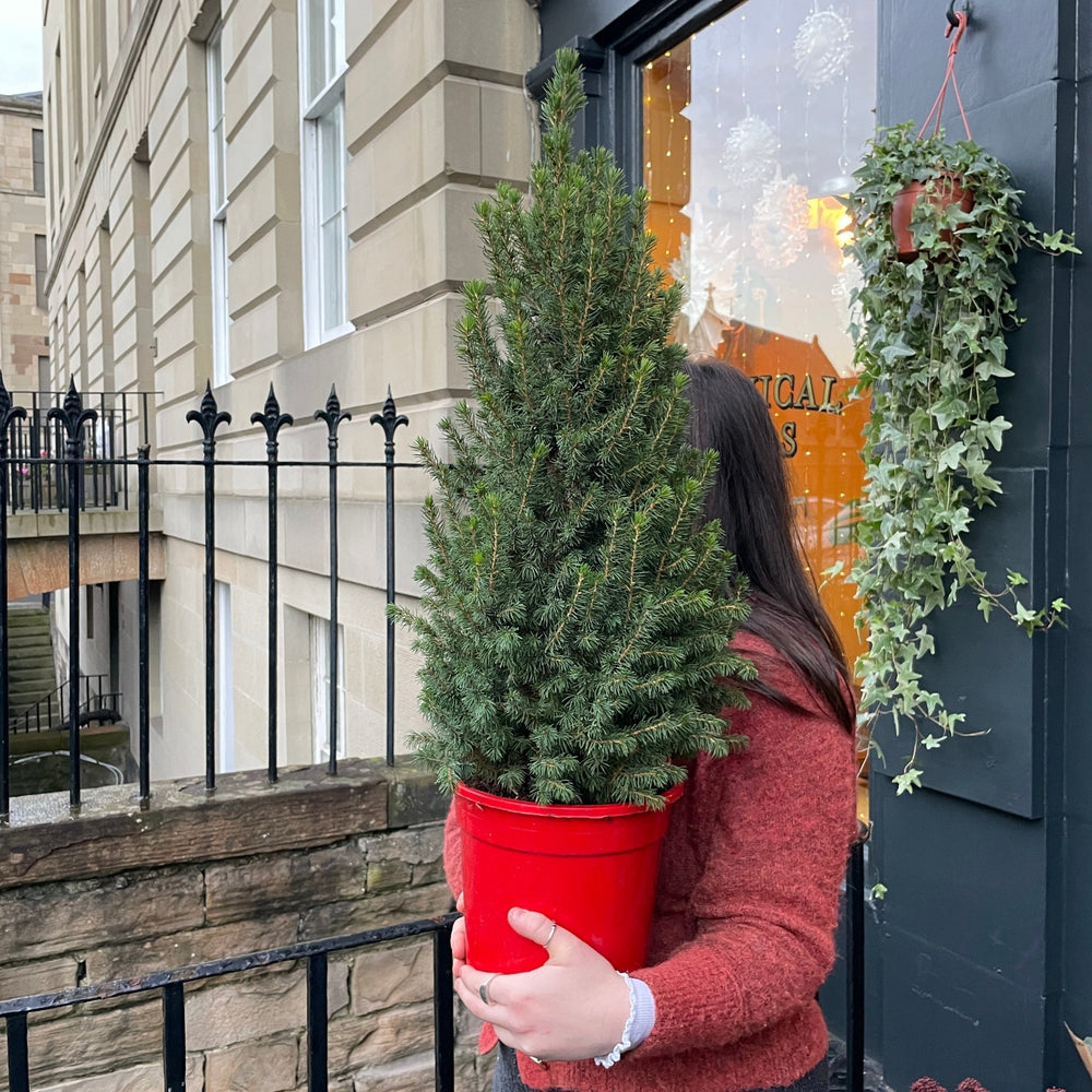 Picea glauca 'Perfecta' (80cm) | grow urban. Edinburgh