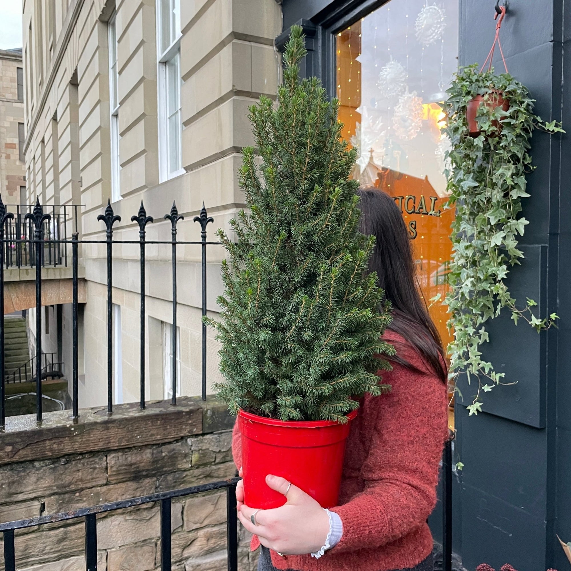 Picea glauca 'Perfecta' (80cm) | grow urban. Edinburgh