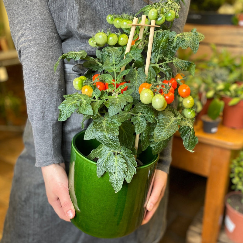 Pick&Joy® Cherry Tomato | grow urban. Edinburgh