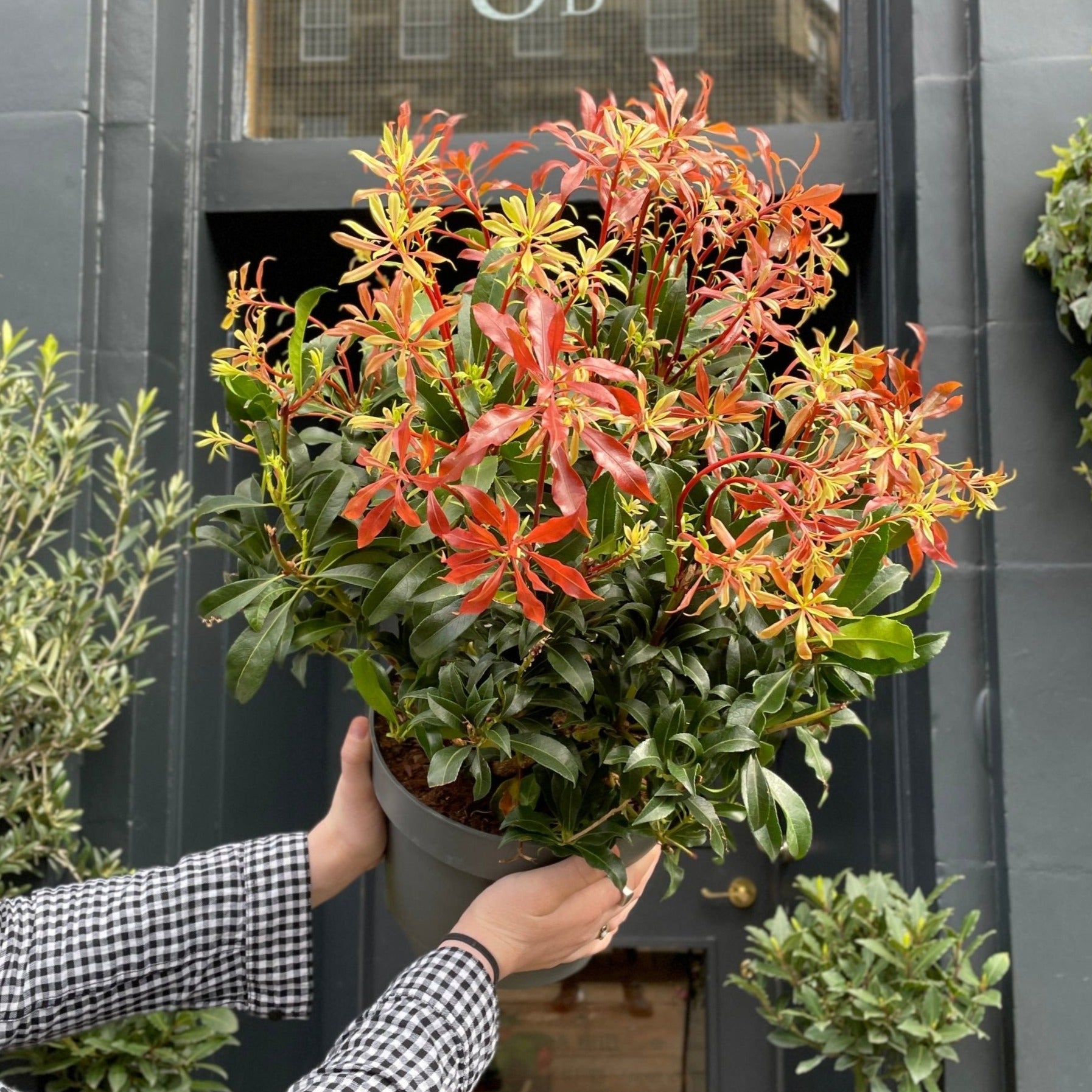 Pieris japonica 'Red Mill' | grow urban. Edinburgh
