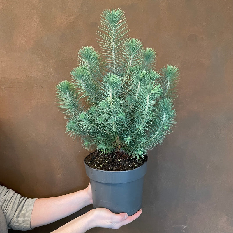 Pinus pinea ‘Silver Crest’ (19cm pot) | grow urban. Edinburgh