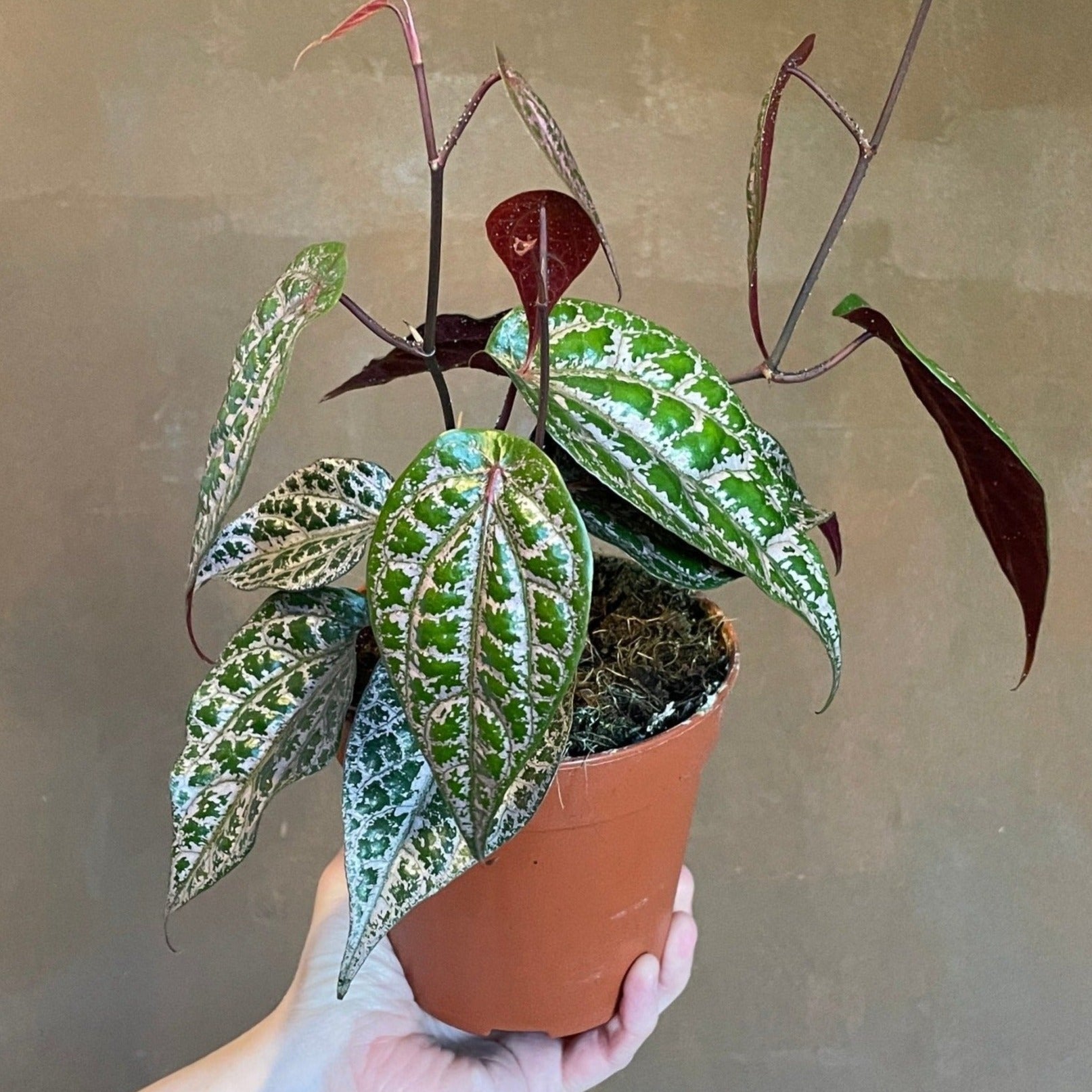 Piper crocatum | grow urban. Edinburgh