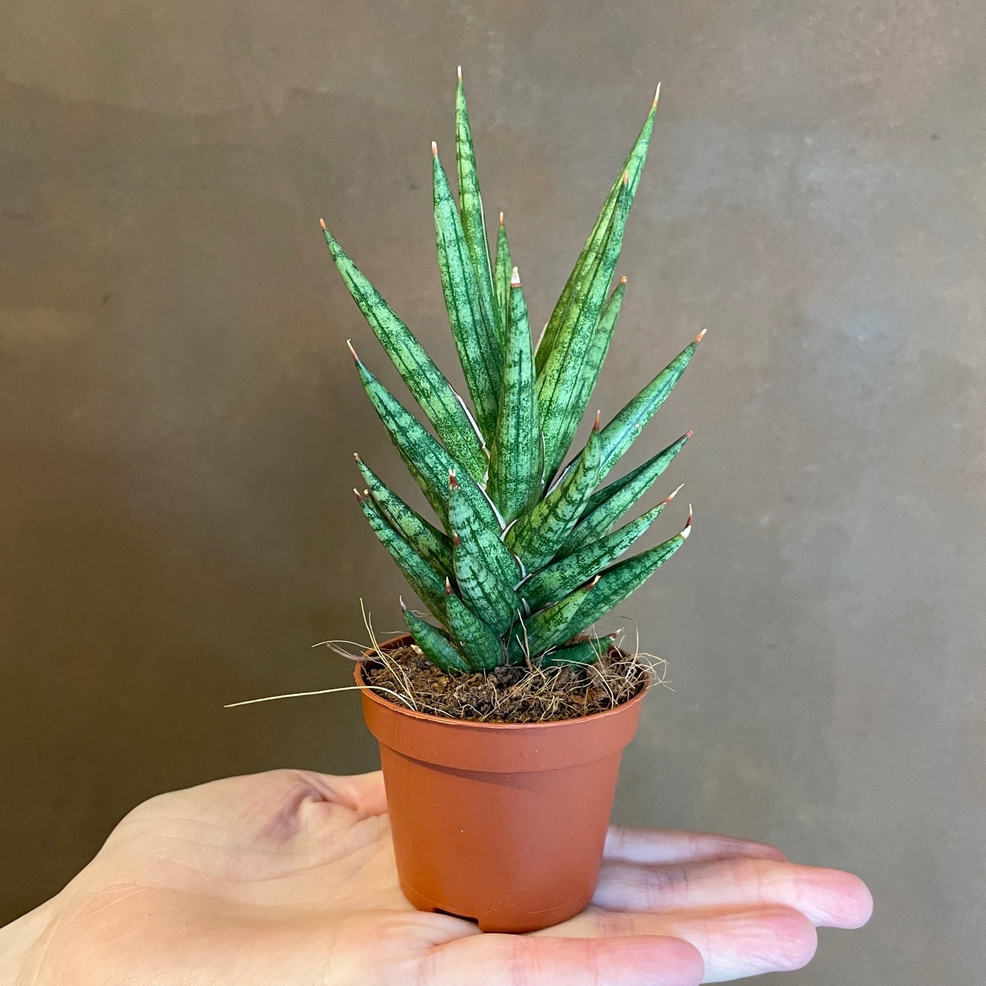 Sansevieria francisii 'Spiky' | grow urban. Edinburgh