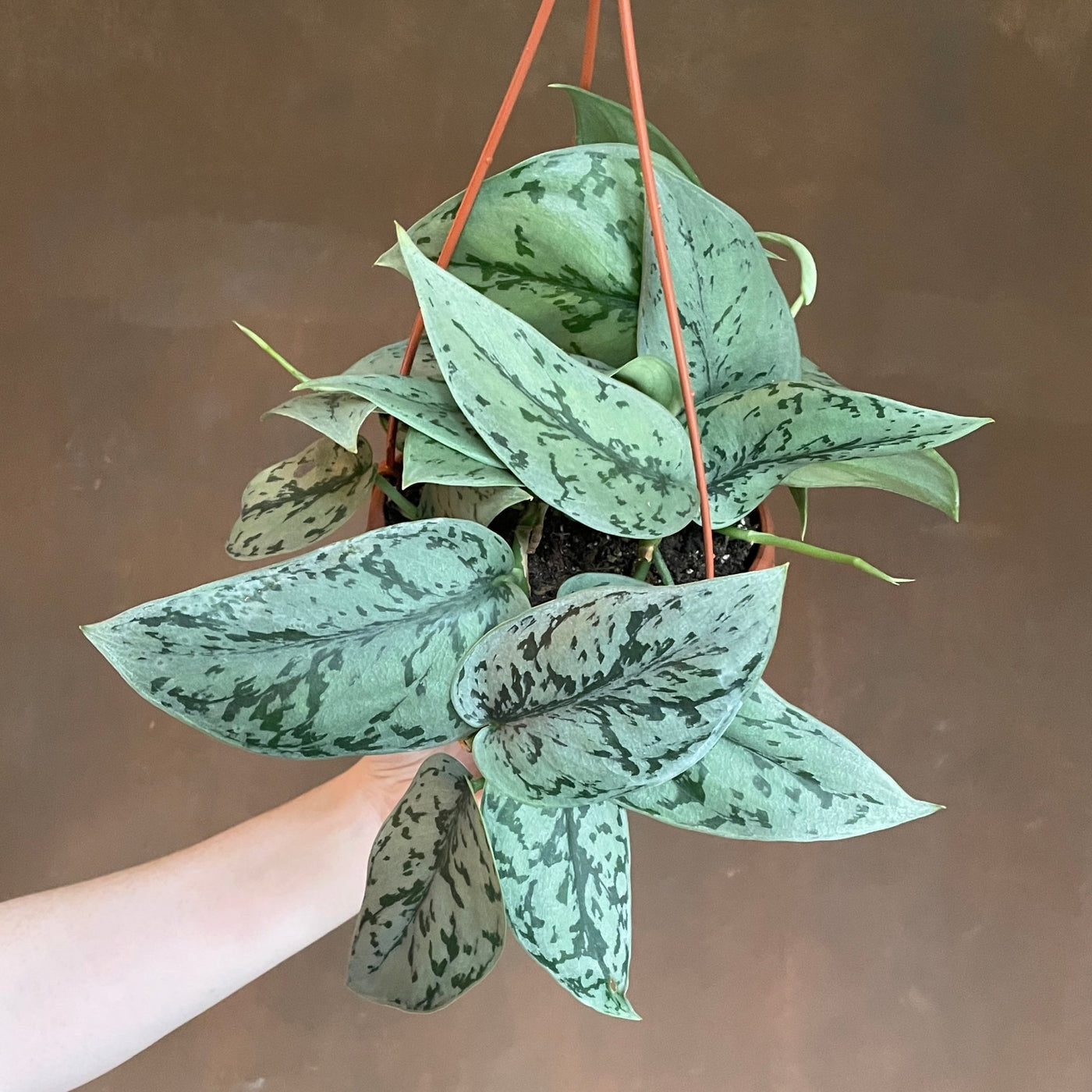 Scindapsus ‘Silver Lady’ | grow urban. Edinburgh