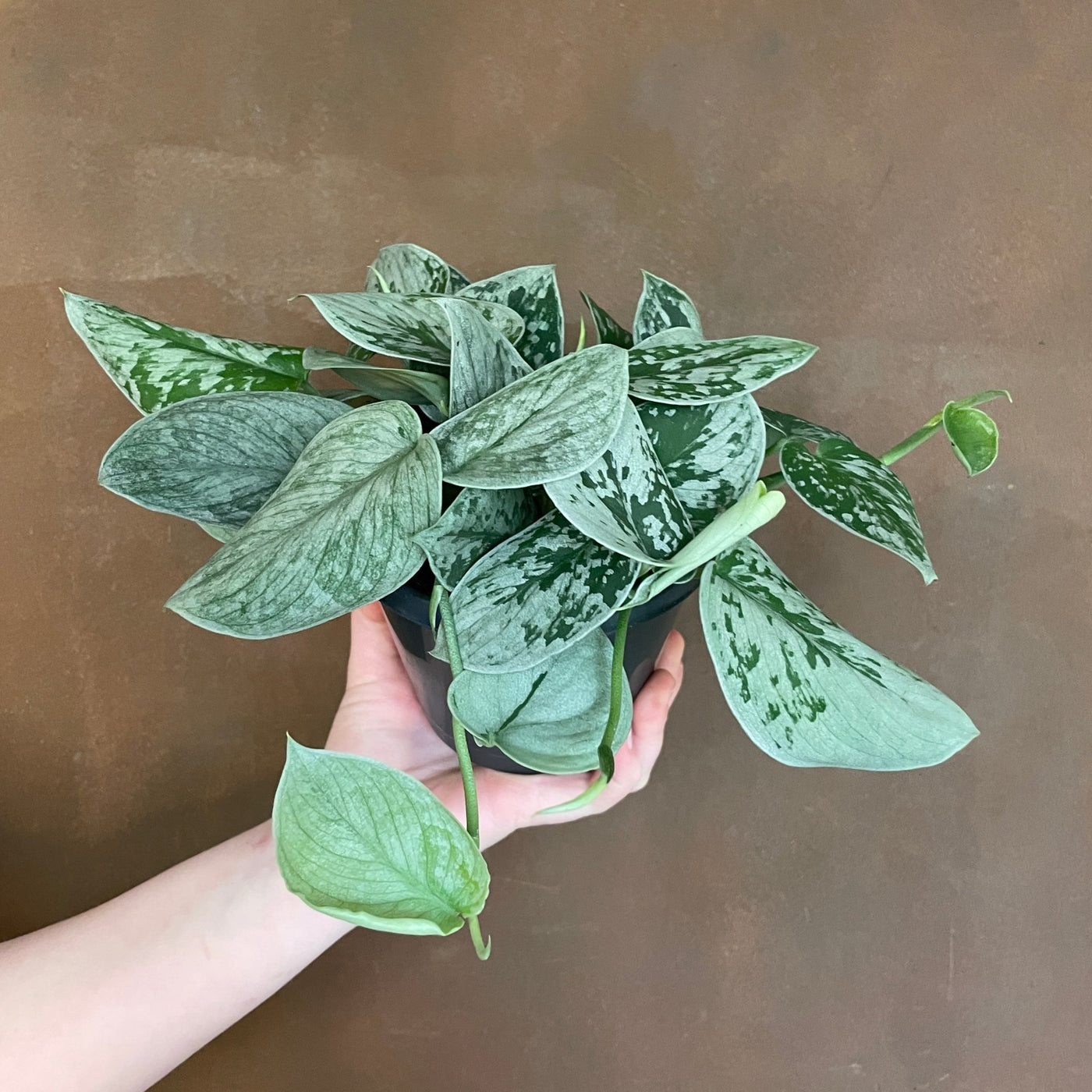 Scindapsus ‘Silvery Ann’ (14cm pot) | grow urban. Edinburgh