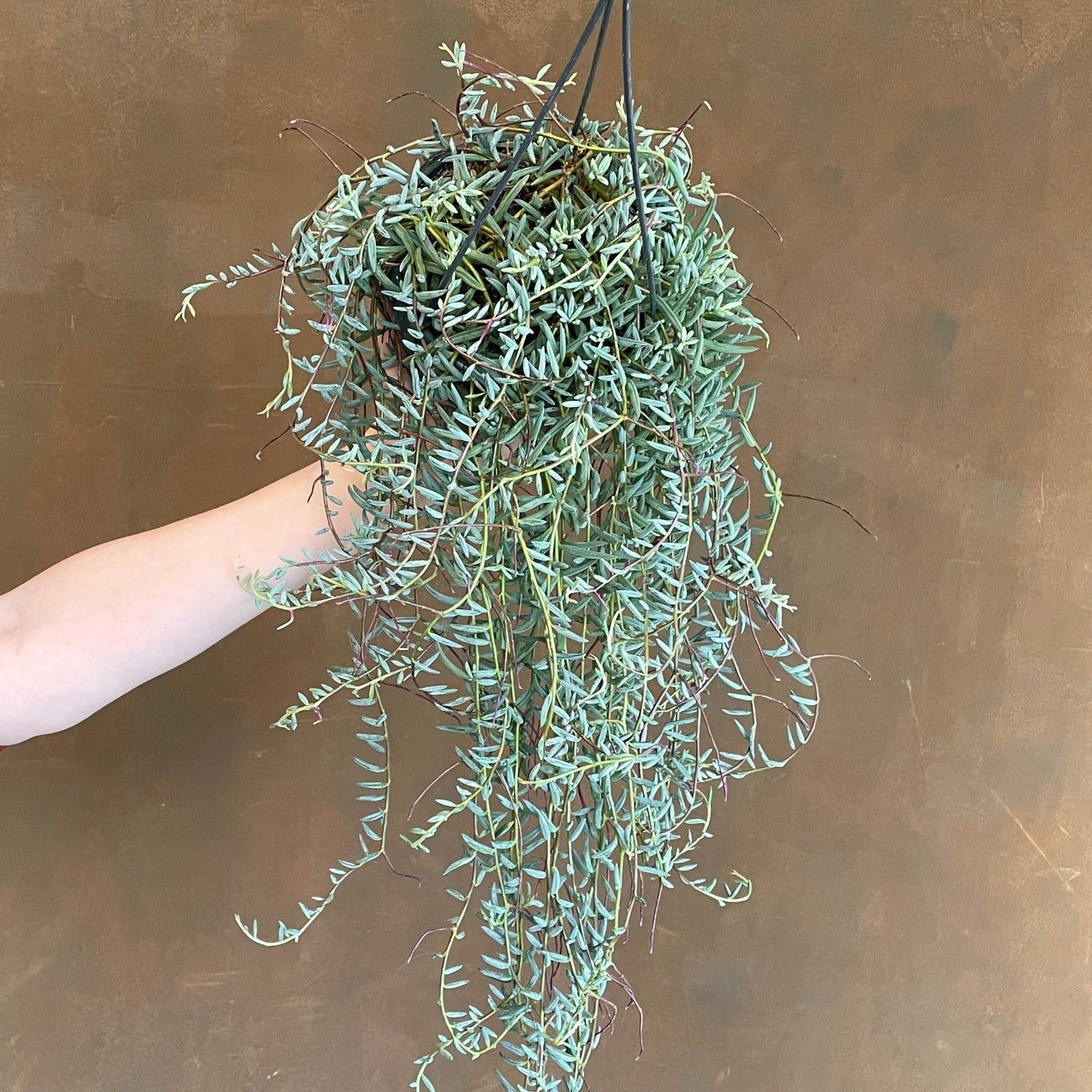 Senecio hallianus | String of Blue Beans | grow urban.