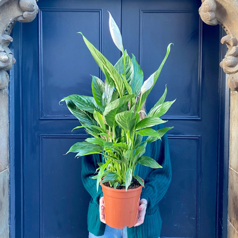 Spathiphyllum 'Bingo Cupido' (21cm pot) | grow urban. Edinburgh