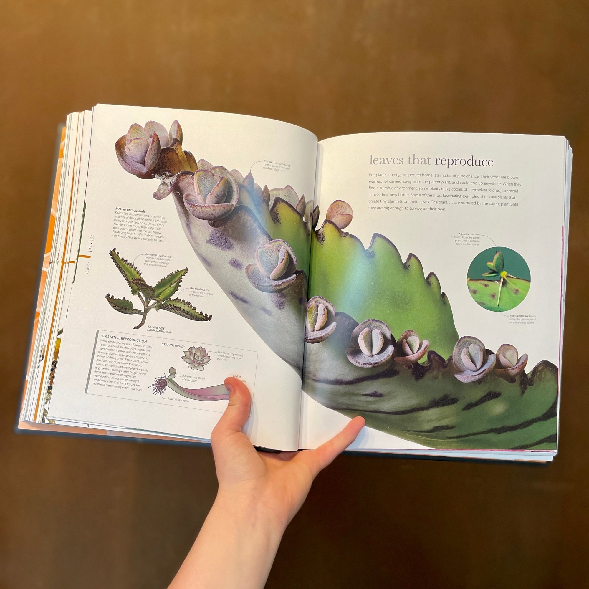 The Science of Plants: Inside Their Secret World | grow urban. Edinburgh