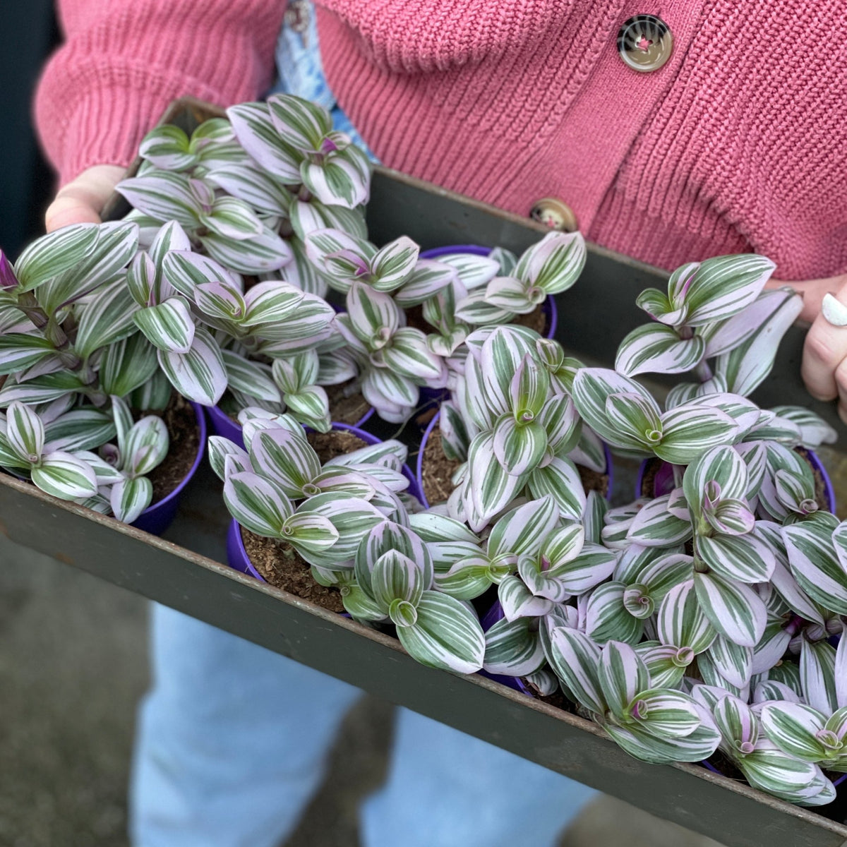 Tradescantia Nanouk | Inch Plant | grow urban.