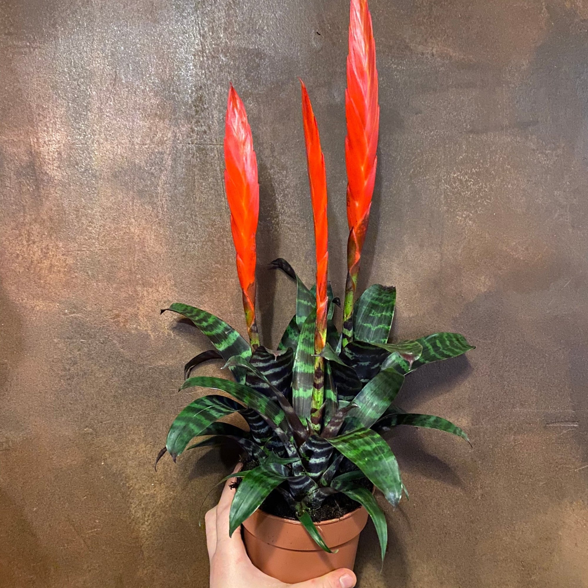Vriesea ‘Era’ | Flaming Sword Plant | grow urban. Edinburgh